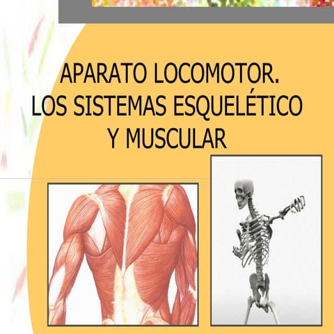 APARATO LOCOMOTOR DEL CUERPO HUMANO.pptx