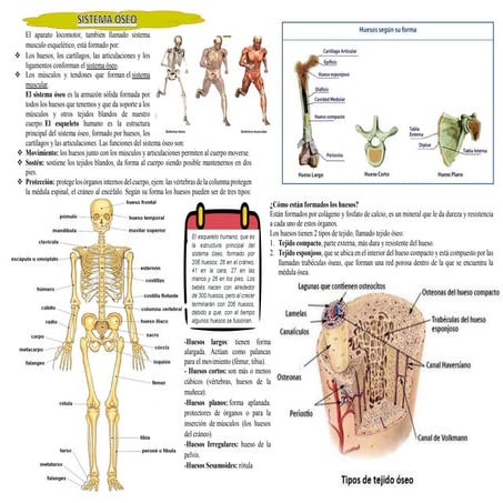 Aparato Locomotor y sistema óseo.pdf