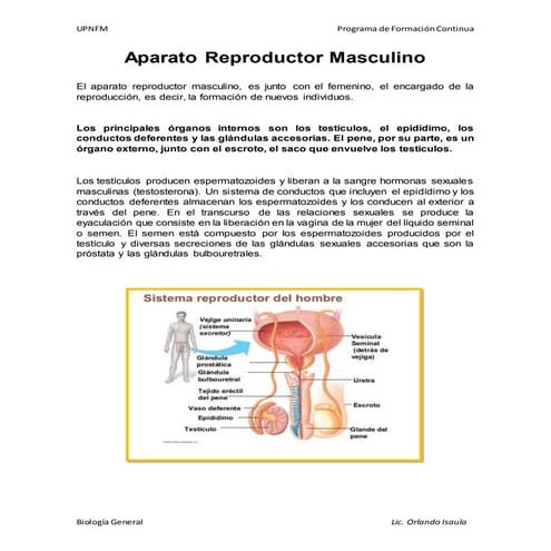 Como Se Llaman Las Partes Del Aparato Reproductor Masculino