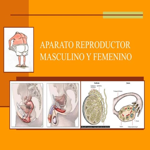 6) APARATO REPRODUCTOR FEMENINO Y MASCULINO.pdf