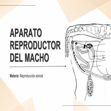 APARATO REPRODUCTOR DEL MACHO REPRODUCCION ANIMAL.pptx