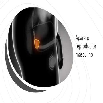 APARATO REPRODUCTOR MASCULINO EN ANATOMÍA.pptx
