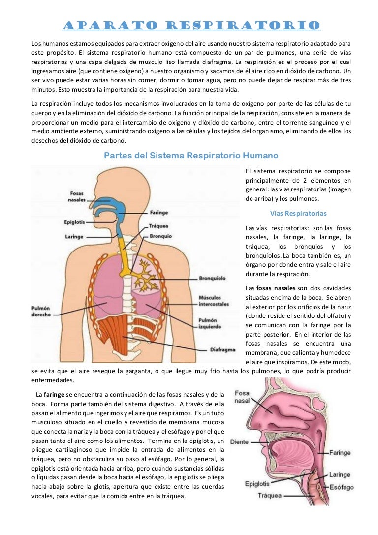 Que Es El Aparato Respiratorio - Carerasy Que Es El Aparato Respiratorio - Carerasy