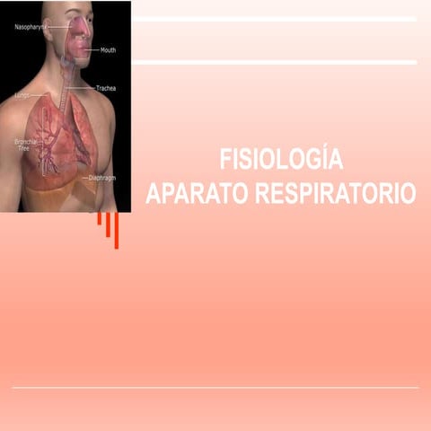 Anatomía y fisiología del aparato respiratorio | PPT