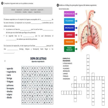 Crucigrama Del Sistema Respiratorio
