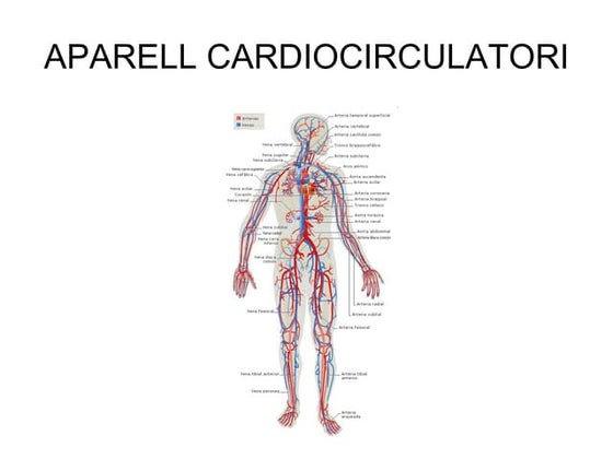Tasca el funcionament del cor | PDF