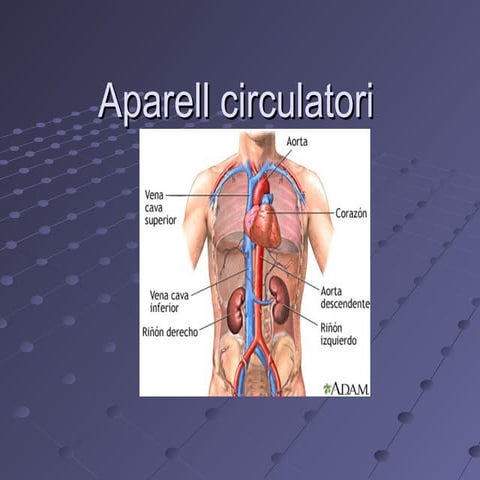 Aparell circulatori 2 | PPT