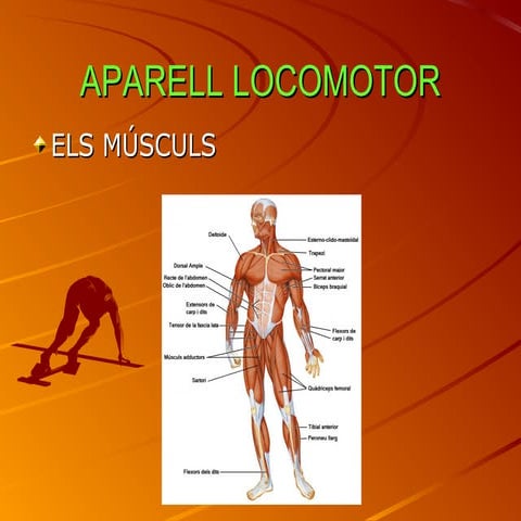 Aparell locomotor 1 | PPT