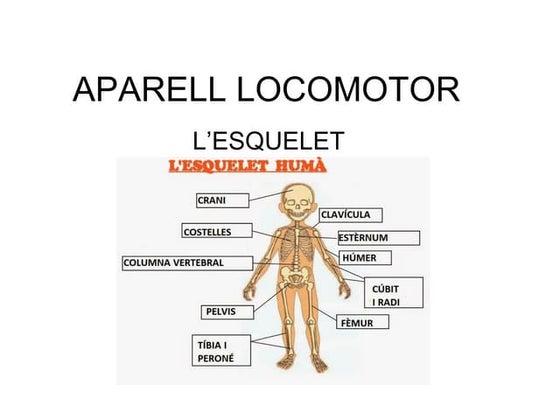 Aparell locomotor 1 | PPT