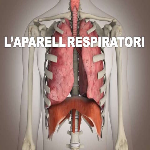 aparell respiratori.pptx