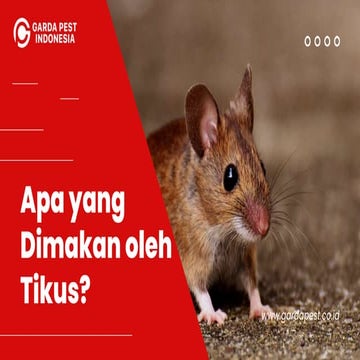 JASA PEMBASMI TIKUS DI JOGJA | HP 0857-4789-0221 | GARDA PEST BANDUNG | PPT