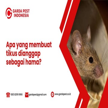 JASA PEMBASMI TIKUS TERMURAH DI JOGJA | HP 0857-4789-0221 | GARDA PEST BEKASI | PPT