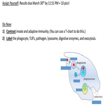 Ap bio ch. 43 part 2 immune humoral immunity (2) | PPT