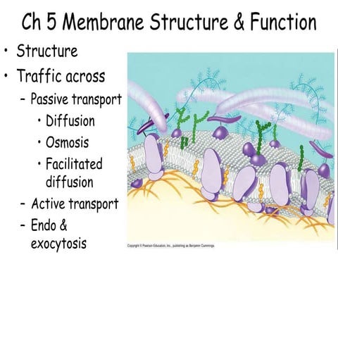 Ap bio ch 5 ppt Cell Membranes | PPT