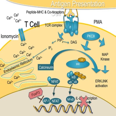 Apc tcell stimulation animation | PPTX