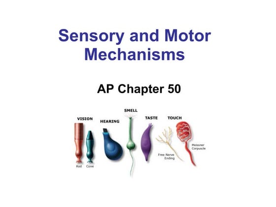 Ch 50 sensory & motor mechanisms | PPTX | Computer Peripherals | Computing