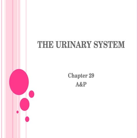 A&P Chapter 30 The Urinary System | PPT