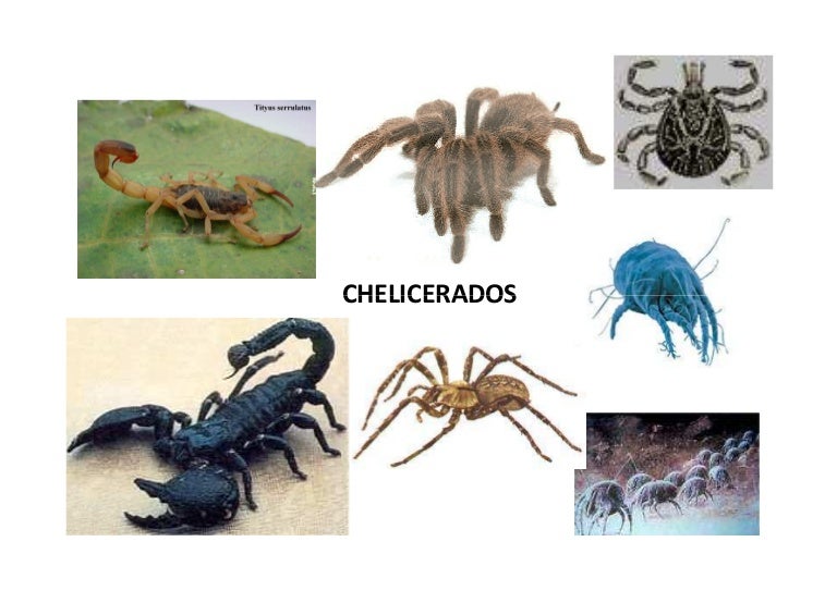Ap chelicerata