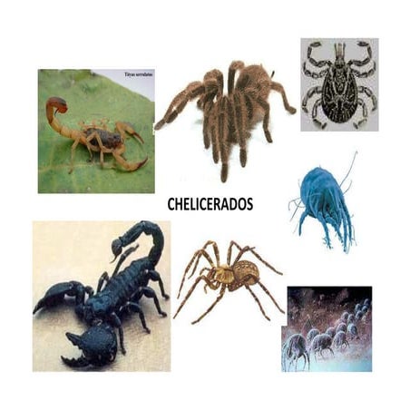 Ap chelicerata | PDF