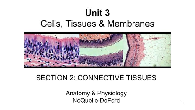 Connective Tissue Table.docx