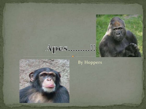 Apes Vs Humans & Skeletal Differences | PPTX | Dental Health | Diseases ...