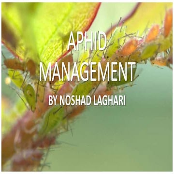 Aphid management | PPTX