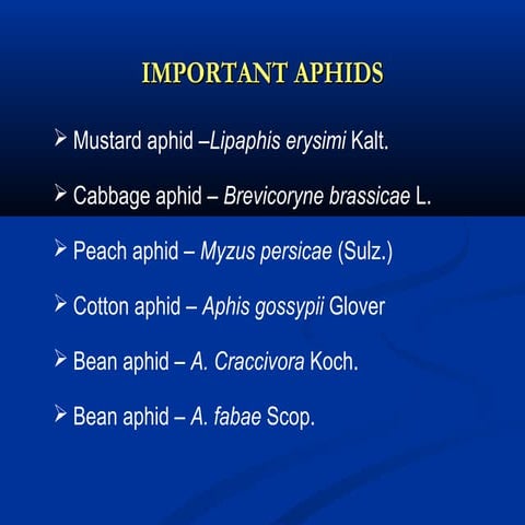 Aphids | PPT