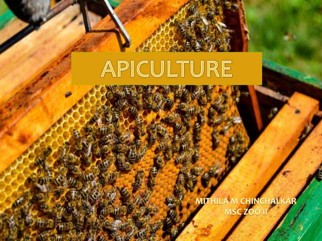 Beekeeping | PPTX