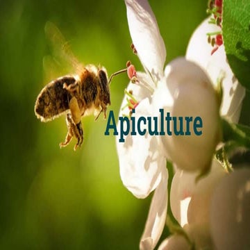Learn About Beekeeping and Honey Production | PPT