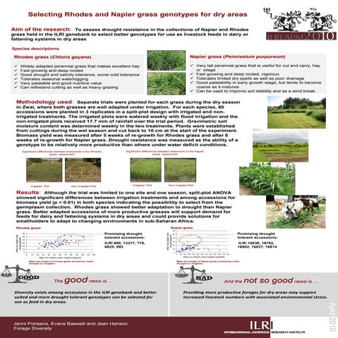 Selecting Rhodes and Napier grass genotypes for dry areas | PDF