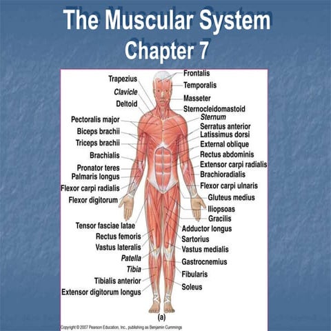 Muscular System Diagram Labeled