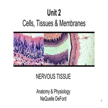A&P Nervous Tissue PPT | PPTX