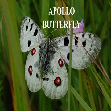 Apollo butterfly | PPT | Geography | Science