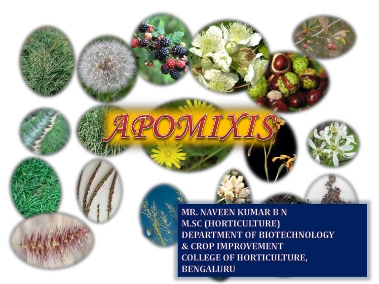 Apomixis in plants
