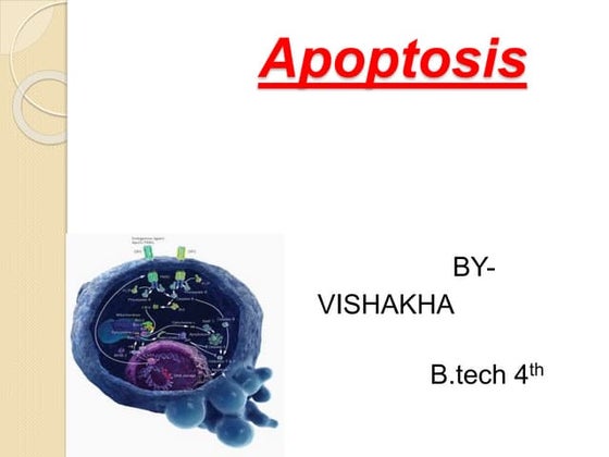 Intrinsic and Extrinsic Pathway of Apoptosis | PPT
