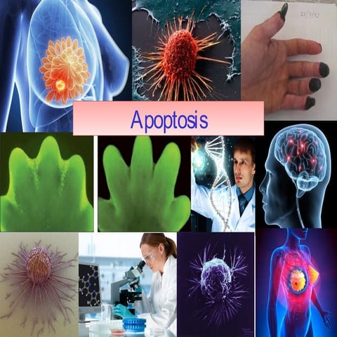 Apoptosis | PPT