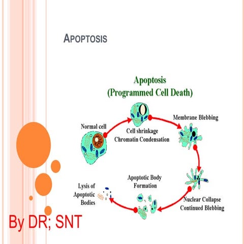 Apoptosis | PPTX | Genetics | Science