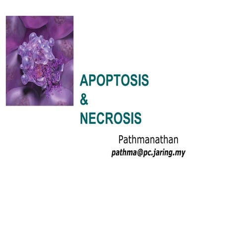 Apoptosis And Necrosis - Year 1 | PDF