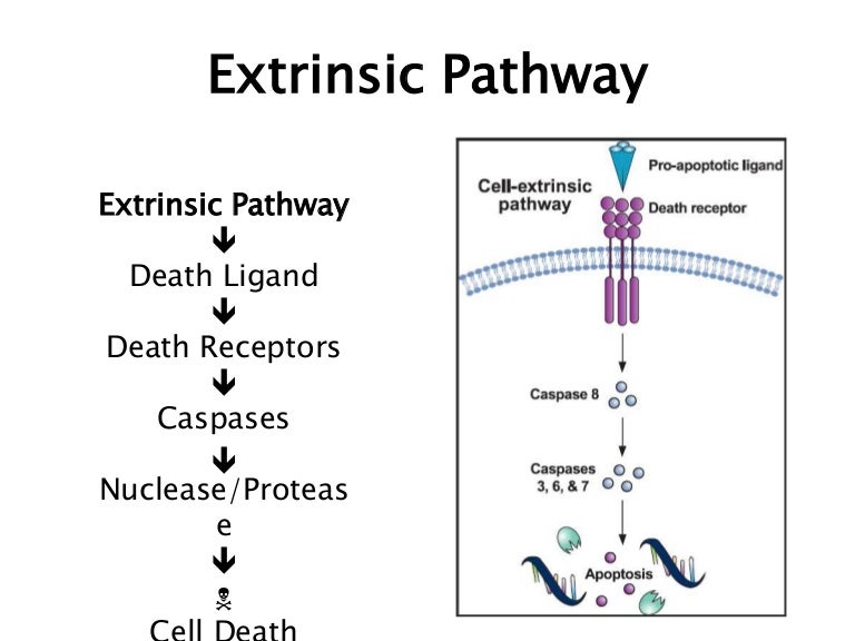 Apoptosis extrinsic pathway