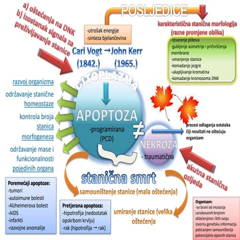 Apoptoza_umna mapa_02.ppt
