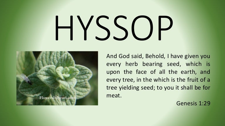 Apothecary Mama Teaching on Hyssop ~ A Plant of the Bible