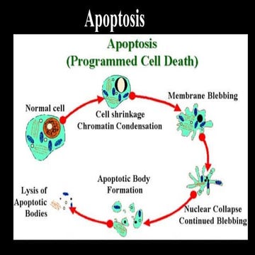 Apoptosis,biological changes,pathways extrinsic, intrinsic ...