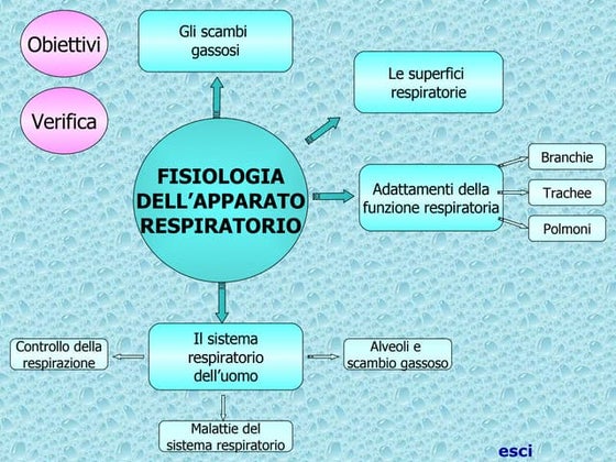 Apparato respiratorio | PPT | Ear, Nose and Throat Conditions ...