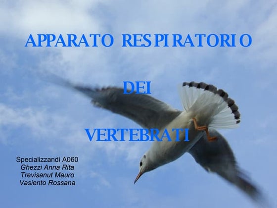 L'apparato respiratorio | PPT
