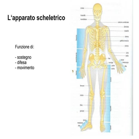 Lo scheletro | PPT