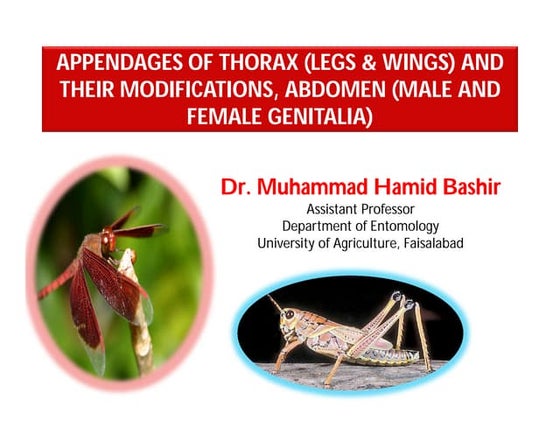 Insect sternites & pleurites | PPT