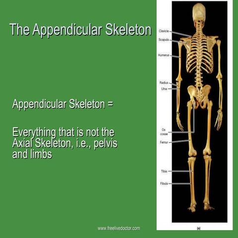 Appendicular&Axial Skeleton | PPT