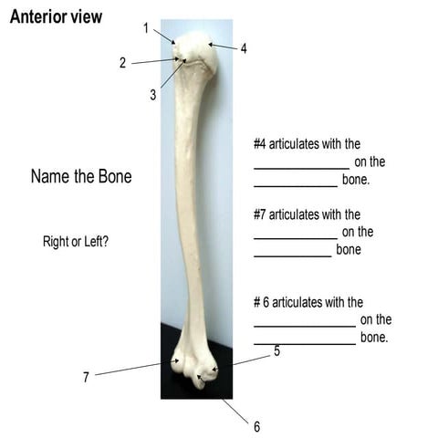 Appendicular+Bones.pdf