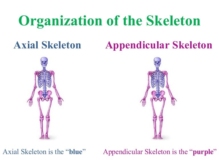 Appendicular Skeleton appendicular-skeleton