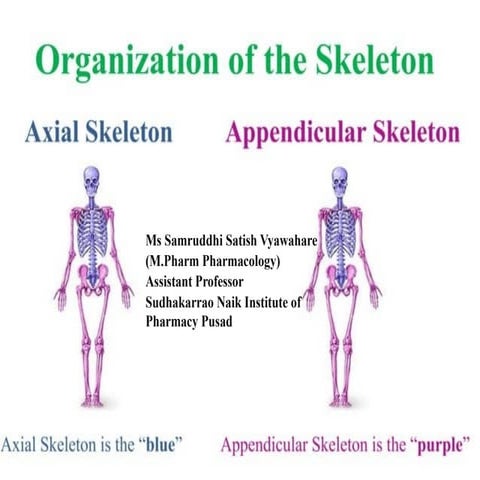 The Appendicular skeleton bones & location | PPT